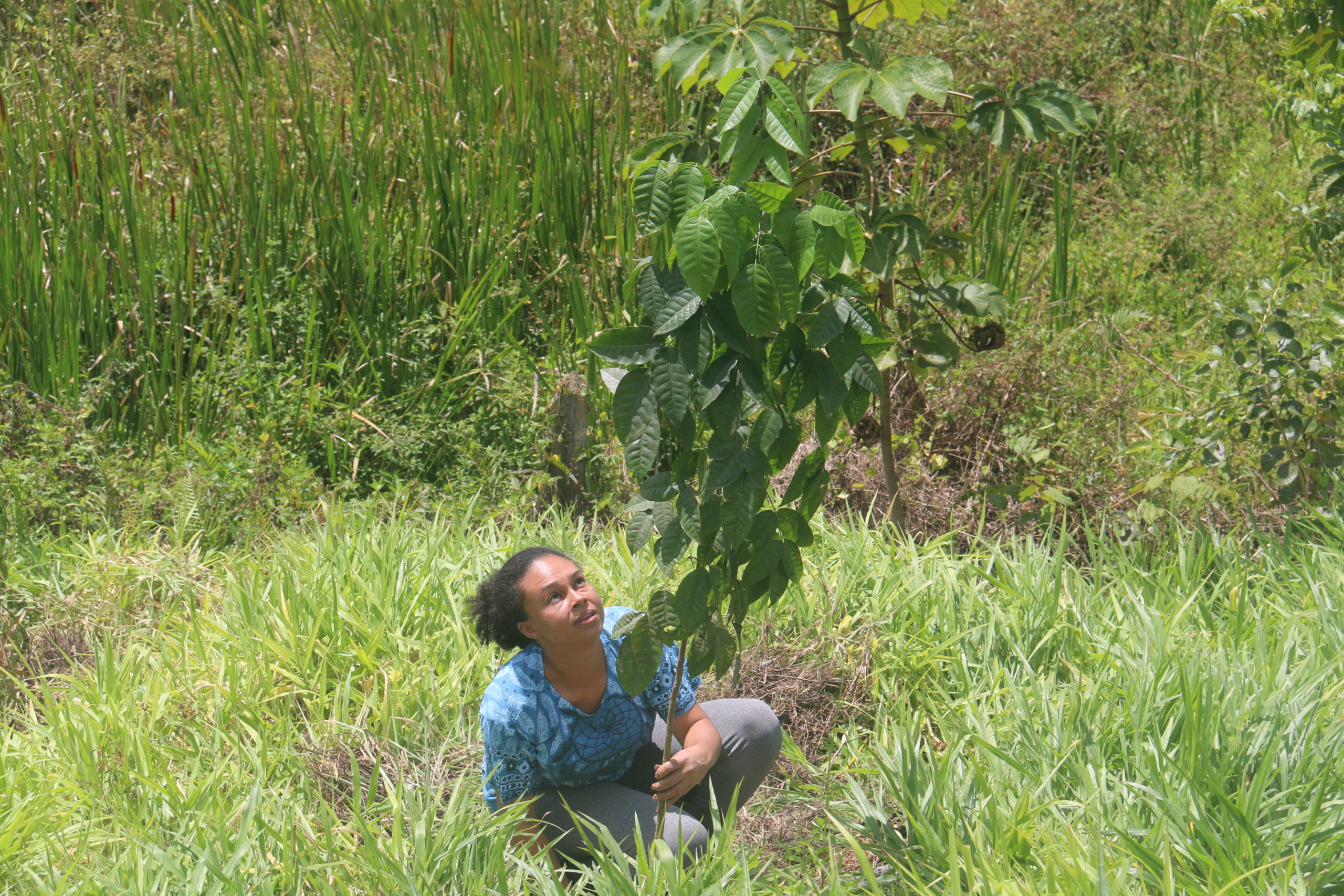 Mil mudas são plantadas como parte de ação global para enfrentamento de ...